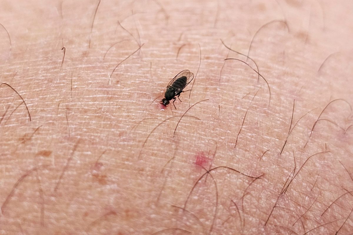 Sandflies in Neuseeland: 8 Tipps zur Abwehr & Behandlung!